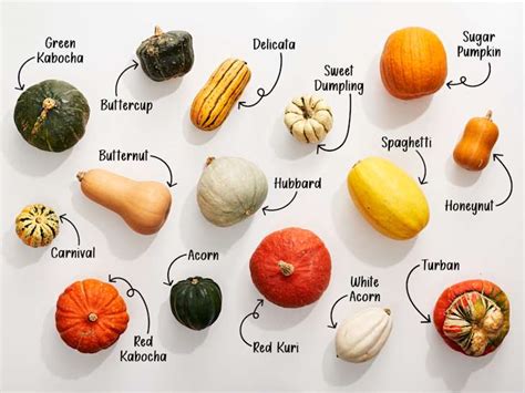 Winter Squash Bí Quyết Sử Dụng Và Lợi Ích Sức Khỏe