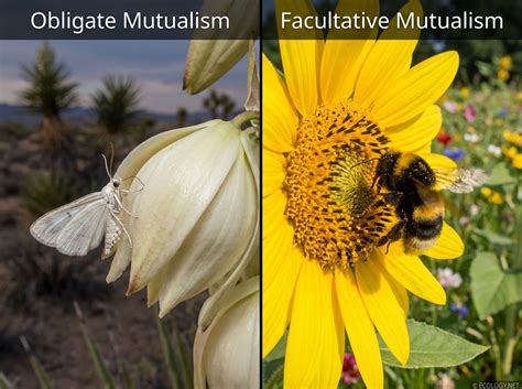 Mutualism