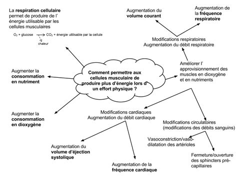 Chapitre 1 Des modifications physiologiques à l effort Les SVT en