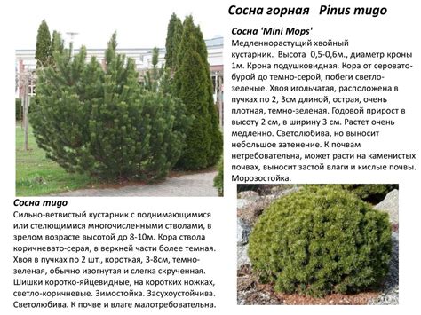 Ассортимент хвойных растений для озеленения в Сибири презентация онлайн