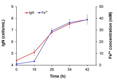 Dynamics Of Growth And Iron Oxidation By L Ferriphilum Cc Cells Were