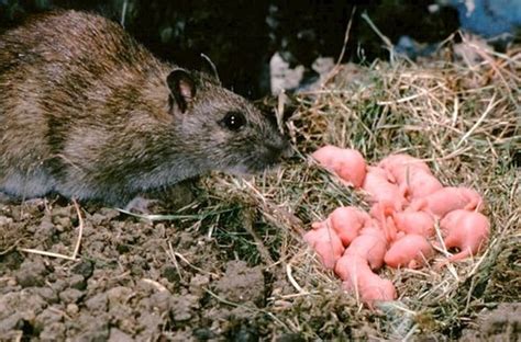 Where Do Rats Nest How To Identify A Rat Nest Or Rat Burrow Or A Rat