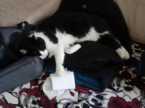 My Cat Is A Very Lazy Bum Rcats