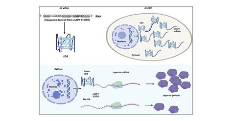 Stable Rna G Quadruplex In The 5′ Utr Of Human Ciap1 Mrna Promotes
