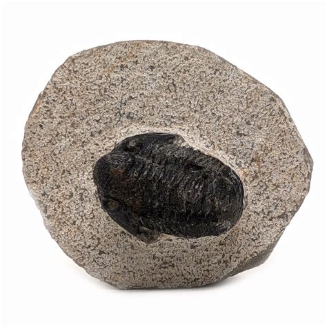 Trilobite Fossil Small The Fossil Cartel