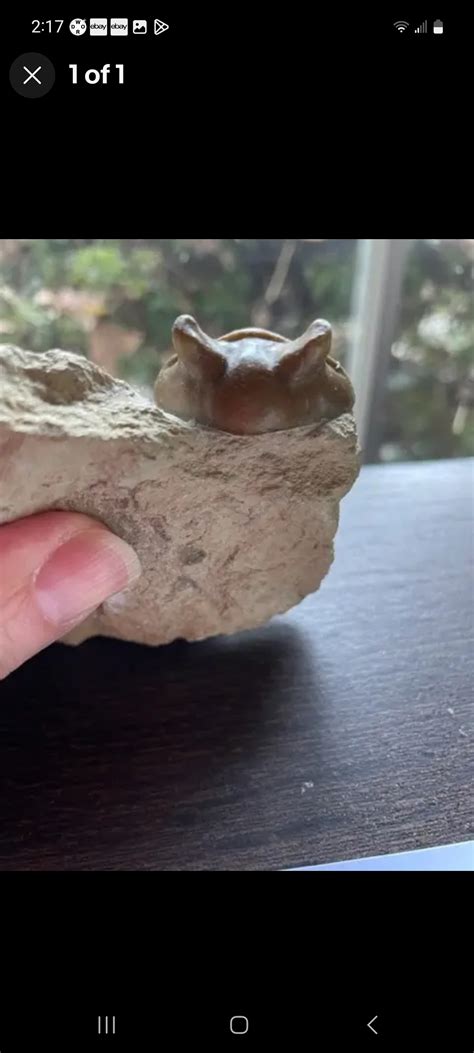 Help With Recent Purchase Please Fossil ID The Fossil Forum