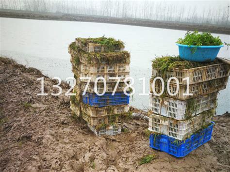 兴化市龙马水生植物培育有限公司 热线13270781001