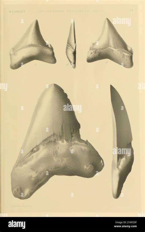 Tooths Structure Hi Res Stock Photography And Images Alamy