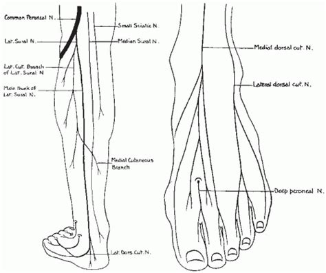 Superficial Peroneal Nerve Distribution