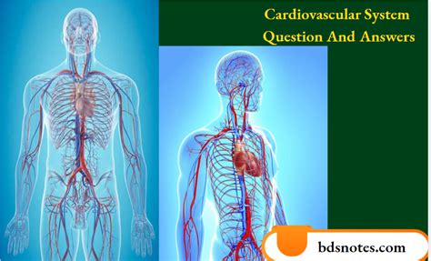 Cardiovascular System Question And Answers Bds Notes