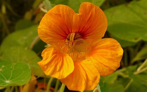 Plantez Ces Trois Fleurs Avant La Fin Du Mois Pour Un Automne Fleuri