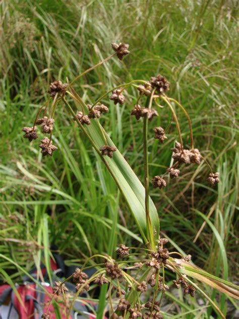 Northeastern Bulrush Scirpus Ancistrochaetus Rediscovered In New York New York Flora