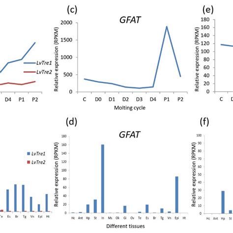 Pdf Chitin Synthesis And Degradation In Crustaceans A Genomic View