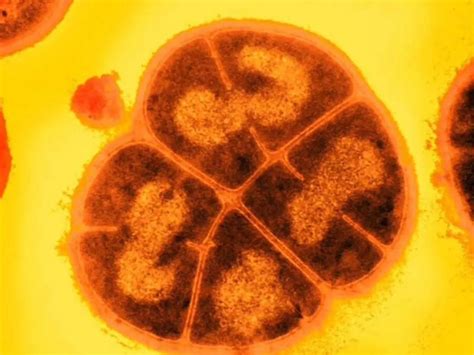 火星の生命体の証拠発見に期待できそうな理由 複数のサンプル採取計画が進行中 Page 2 Cnet Japan