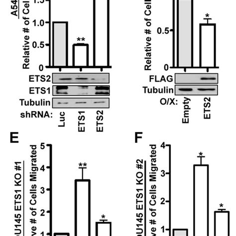 Ets1 And Ets2 Divergently Regulate A Cell Migration Gene Expression