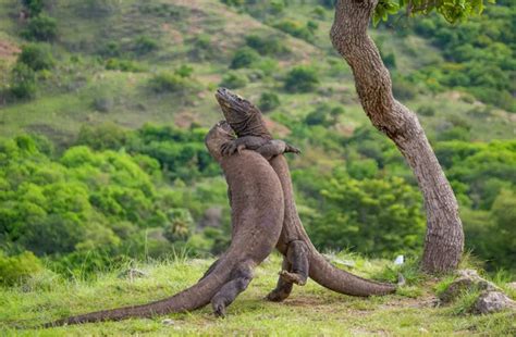 Mating Komodo Dragons Stock Photos Royalty Free Mating Komodo Dragons Images Depositphotos