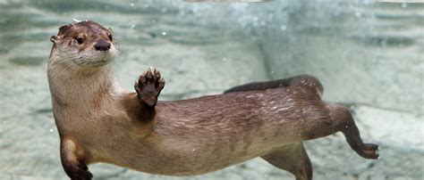 River Otter Underwater