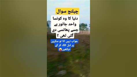 دنیا کا وہ کونسا واحد جانور ہے جسے پھانسی دی گئی تھی Youtube