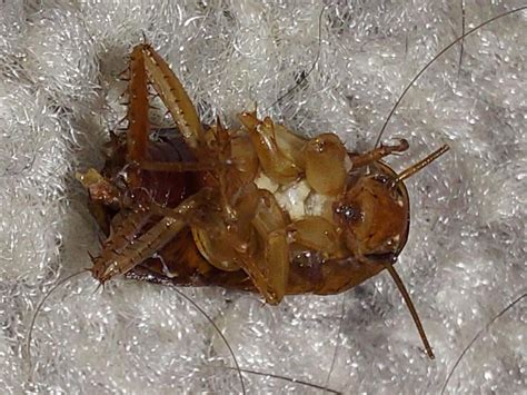 Need Help Identifying Roach Species Found In Laundry Rpestcontrol