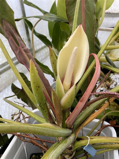 Philodendron Spiritus Sancti Propogation