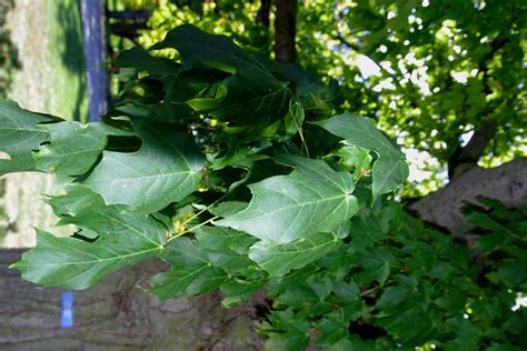 Mlfs Recent Quest For Native Maple Seed Maple Leaves Forever