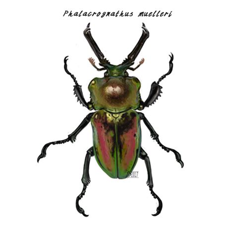 Alex Barley Beautiful Beetles