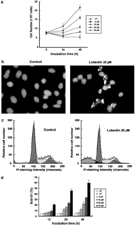 Luteolin Induces Apoptosis In Hela Cells A Effect Of Luteolin On