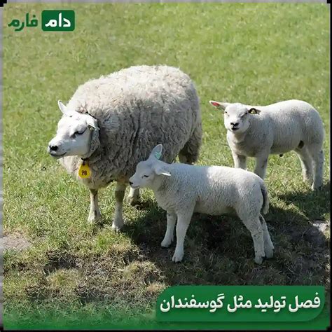 From Mating To Lambing A Look At The Sheep Reproductive Cycle