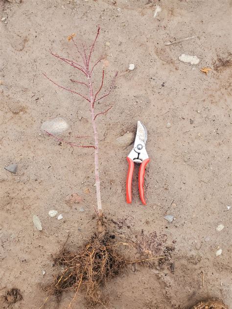 Buy Acer Palmatum Bonsai Babies Dwarf Japanese Maple Mr Maple │ Buy