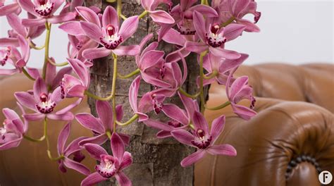 Cascade Cymbidium As An Eyecatcher In An Interior Flower Factor