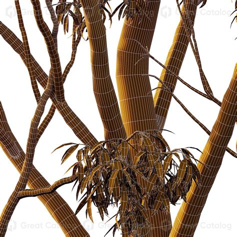 Trees Eucalyptus Robusta 03 3d Model Greatcatalog 82402