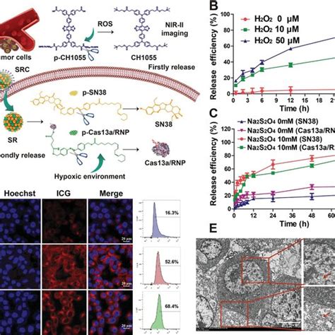 Cascade Self‐uncloaking Property And Cellular Uptake Of Src A