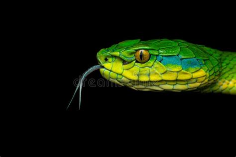 Large Scaled Pit Viper Stock Photos Free Royalty Free Stock Photos