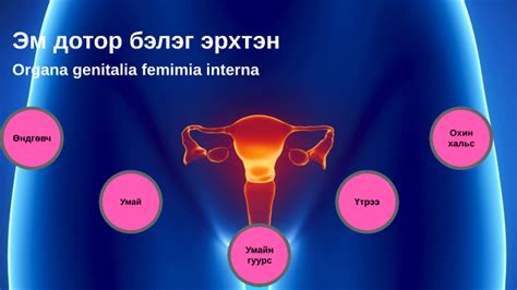 Эм дотор бэлэг эрхтэн By Daariimaa Battogtokh On Prezi