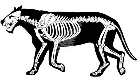 Saber Toothed Cat Skeleton