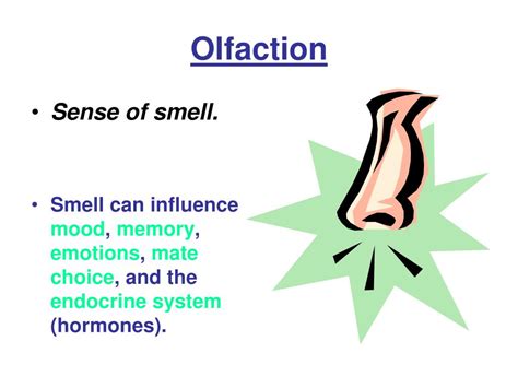 Ppt Chapter 4 Sensation And Perception Powerpoint Presentation Id6345266