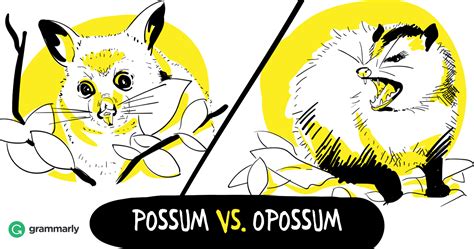 Australian Possum Vs American Opossum