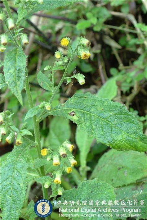Blumea Aromatica Dc