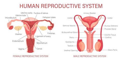 Premium Vector The Human Reproductive System Anatomy Of The Internal