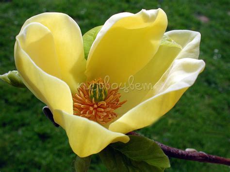Магнолия бруклинская Йеллоу Бёрд: купить саженцы Magnolia brooklynensis ...