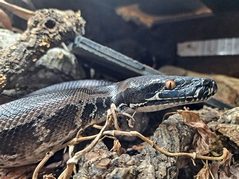 Sstp Python Curtus For Sale Reptile Forums