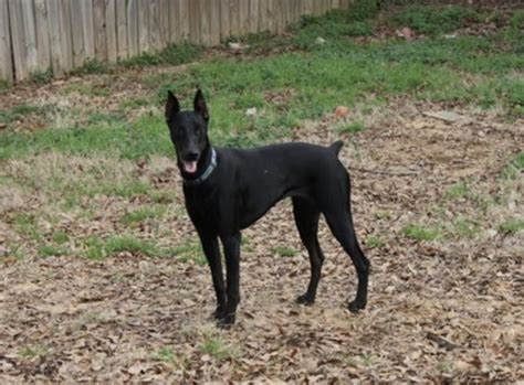 9 Doberman Pinscher Colors Coats Markings And Pictures