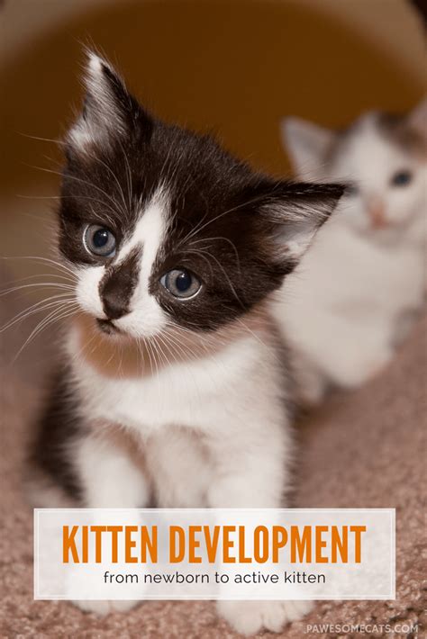 Kitten Development From Newborn To Active Kitten