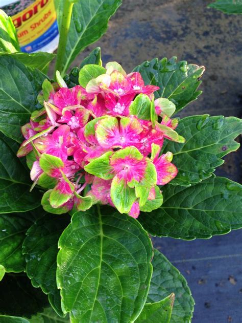 Picasso Hydrangea Planting Guide