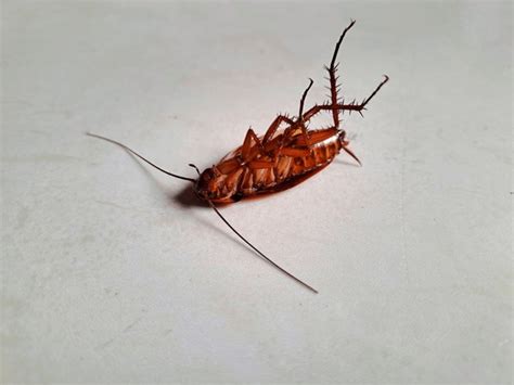 539 Cockroach Upside Down Royalty Free Photos And Stock Images