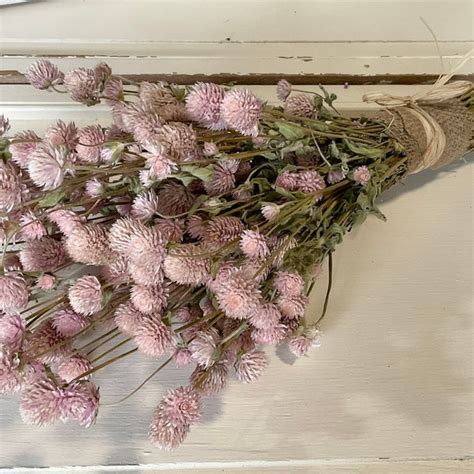 Gomphrena Etsy