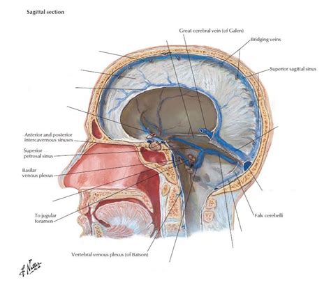 Superior Sagittal Sinus Diagram