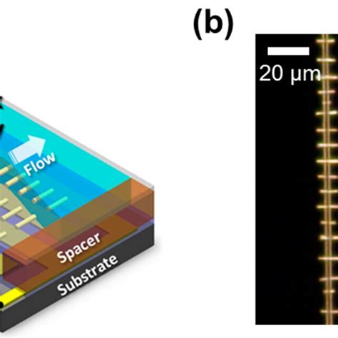 A Schematic Of Fluidic Assembly Cell Used For The Dielectrophoretic Download Scientific