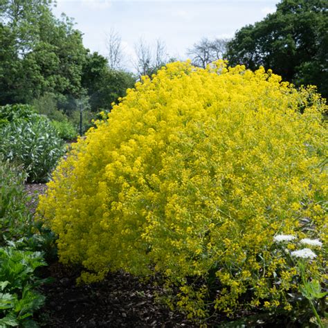 Woad Seeds Certified Organic Uk Grown