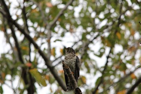 ツツドリ 2017 03 28 日本の野鳥識別図鑑